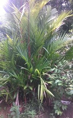 Red farm trees for sale - LankaMarket